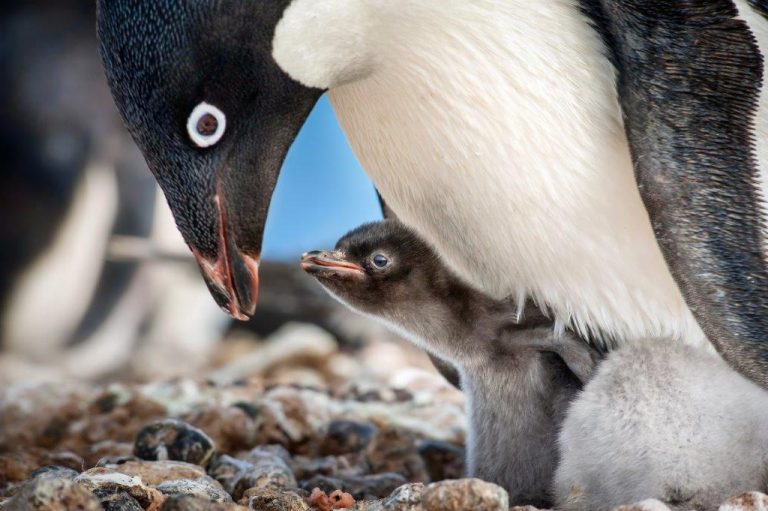 DisneyNature Penguins: Life On The Edge Review – What's On Disney Plus