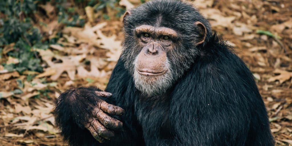 “Meet The Chimps” Coming Soon To Disney+ – What's On Disney Plus