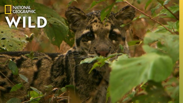 India’s Wild Leopards Review | What's On Disney Plus