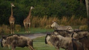 The Magic Of Disney’s Animal Kingdom – Episode 6 – The Big Egg ...