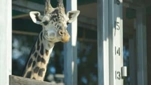 The Magic Of Disney’s Animal Kingdom – Episode Two – Kenya, The Gutsy ...