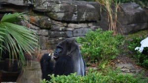 The Magic Of Disney’s Animal Kingdom – Episode 3 – Happy Birthday, Gino ...