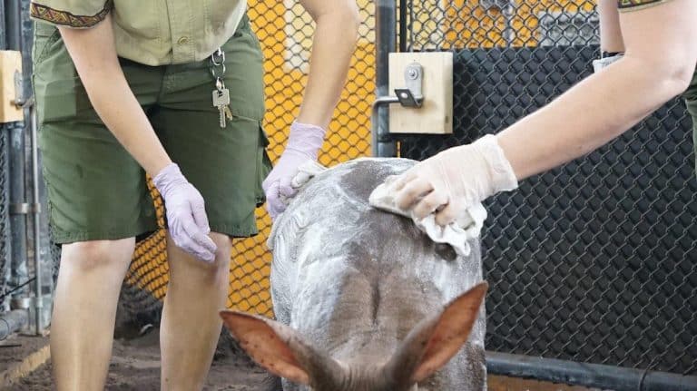 The Magic Of Disney’s Animal Kingdom – Episode 4 – Aardvark Love ...