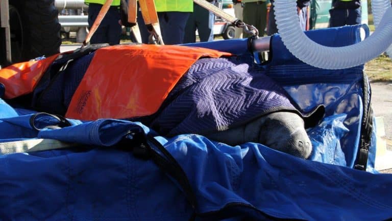 The Magic Of Disney’s Animal Kingdom – Episode 5 – Betty and the Beast ...