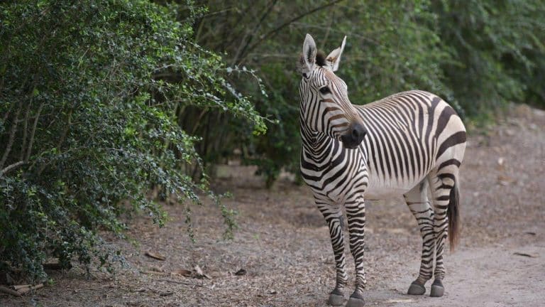 The Magic Of Disney’s Animal Kingdom – Episode 5 – Betty and the Beast ...