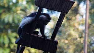 The Magic Of Disney’s Animal Kingdom – Episode 6 – The Big Egg ...