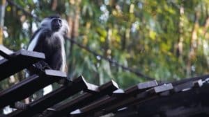 The Magic Of Disney’s Animal Kingdom – Episode 6 – The Big Egg ...