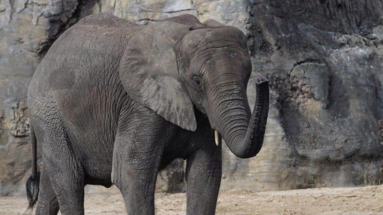 The Magic Of Disney’s Animal Kingdom – Episode 6 – The Big Egg ...