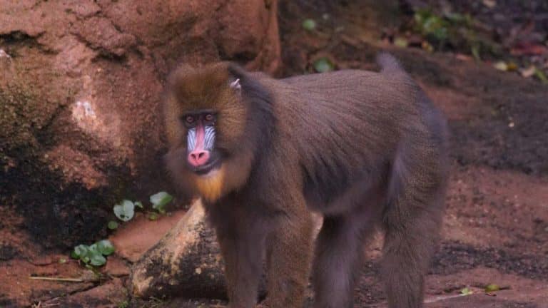 The Magic Of Disney’s Animal Kingdom – Episode 7 – Meet the Mandrills ...