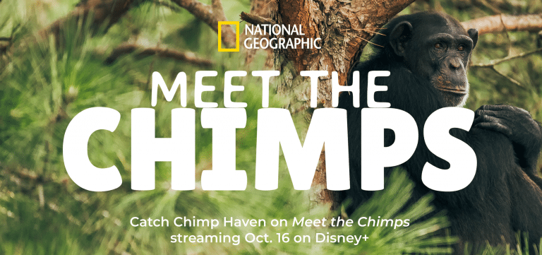 Meet The Chimps – Episode 1 Review | What's On Disney Plus