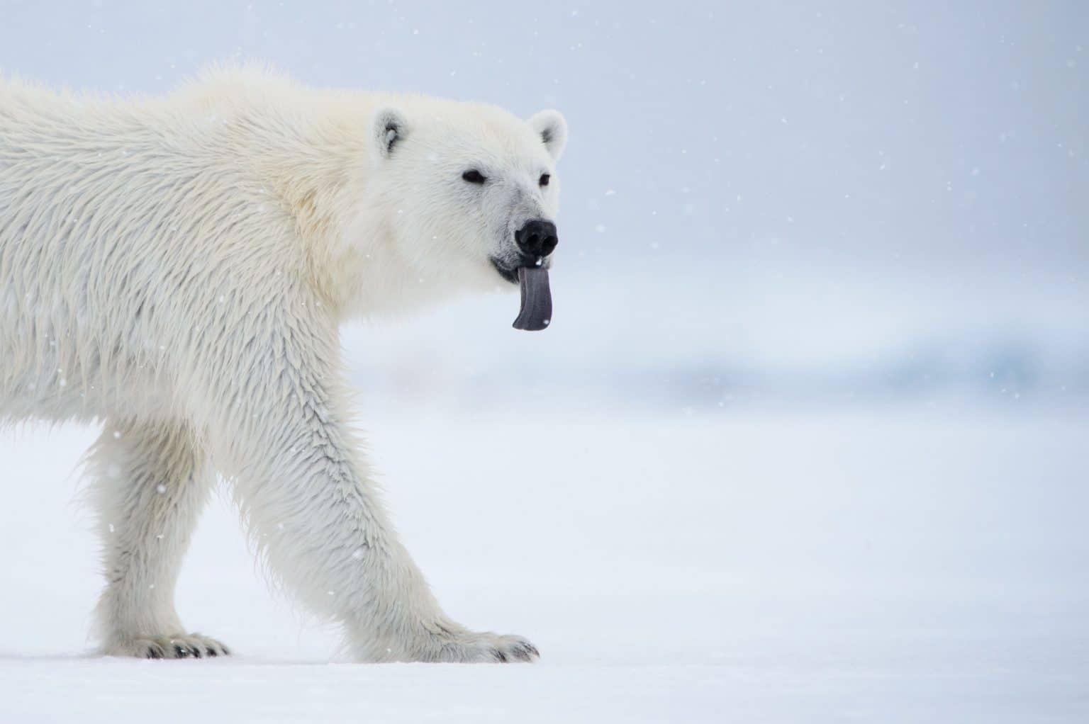 “Kingdom Of The Polar Bears” Coming Soon To Nat Geo Wild – What's On ...