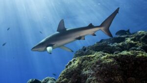 What’s Coming To Disney+ In July 2021 (US) | What's On Disney Plus