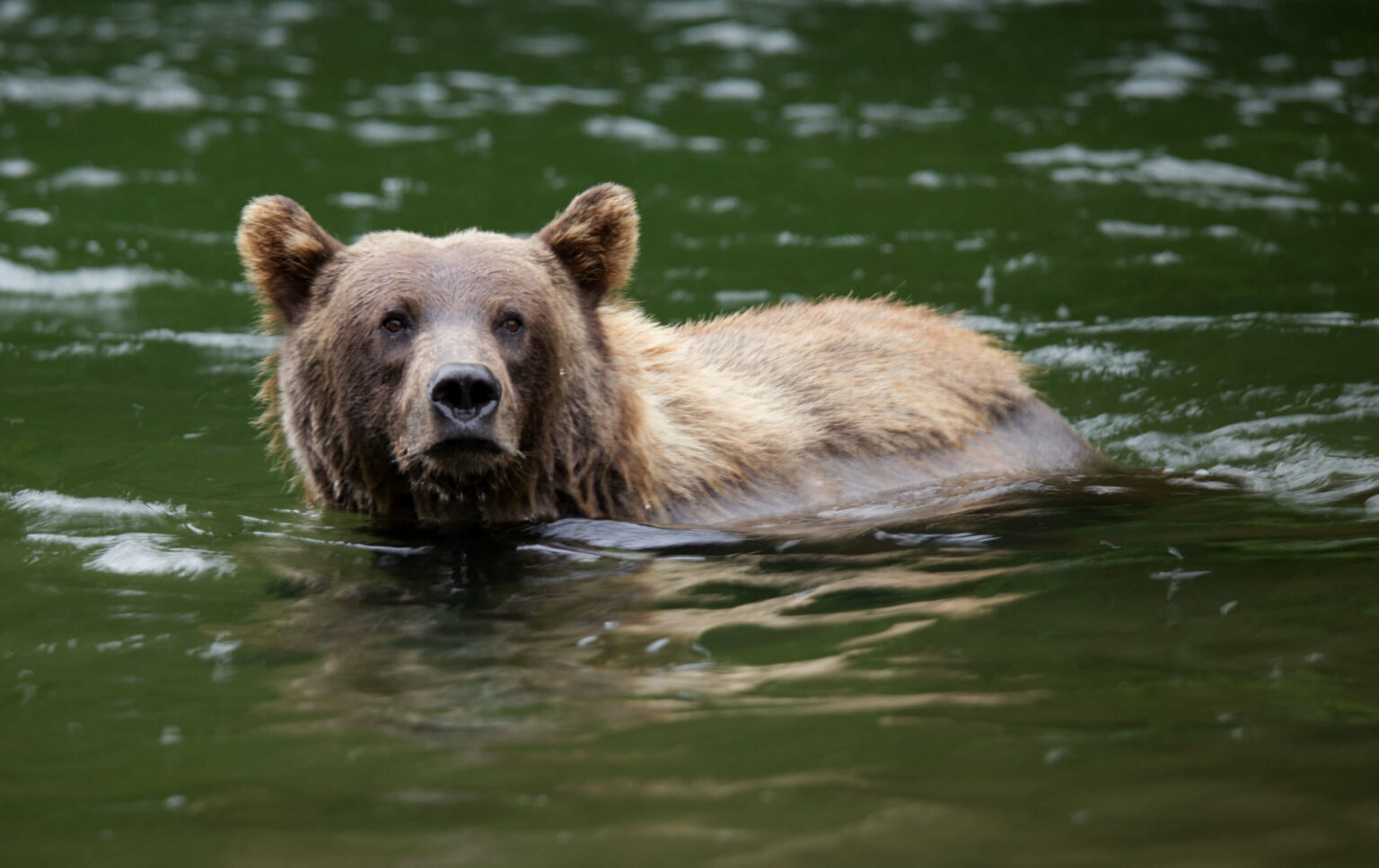 “Growing Up Animal” Details & Trailer Released | What's On Disney Plus