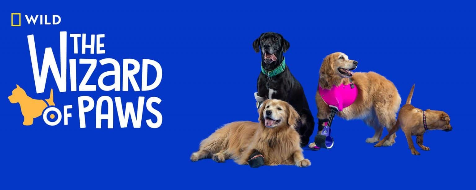 “Wizards Of Paws” Coming Soon To Disney+ (US) – What's On Disney Plus