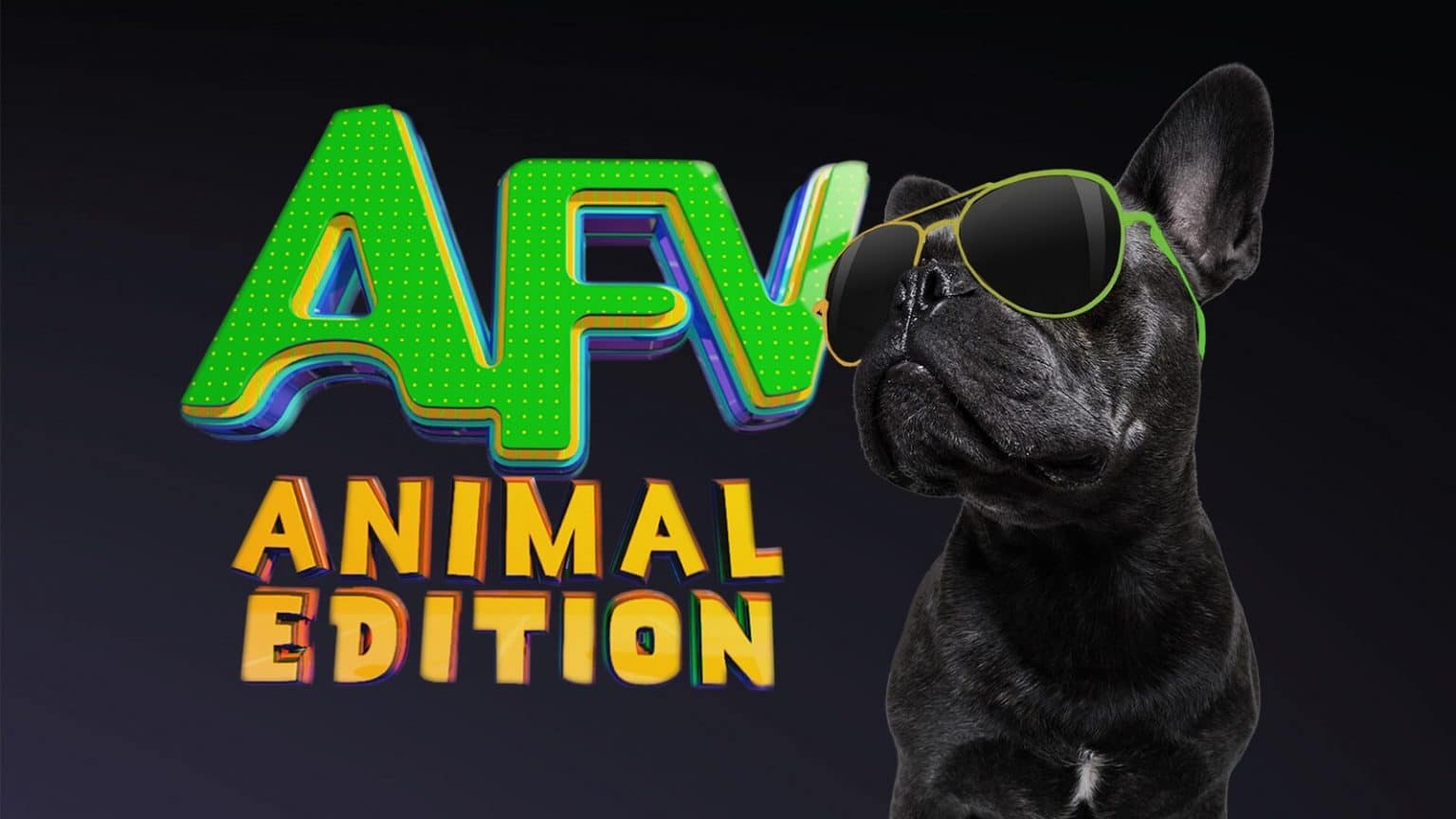afv animal edition – What's On Disney Plus