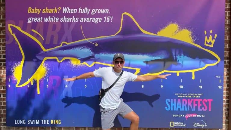 “SharkFest” Coming To Disney+ This Summer – What's On Disney Plus
