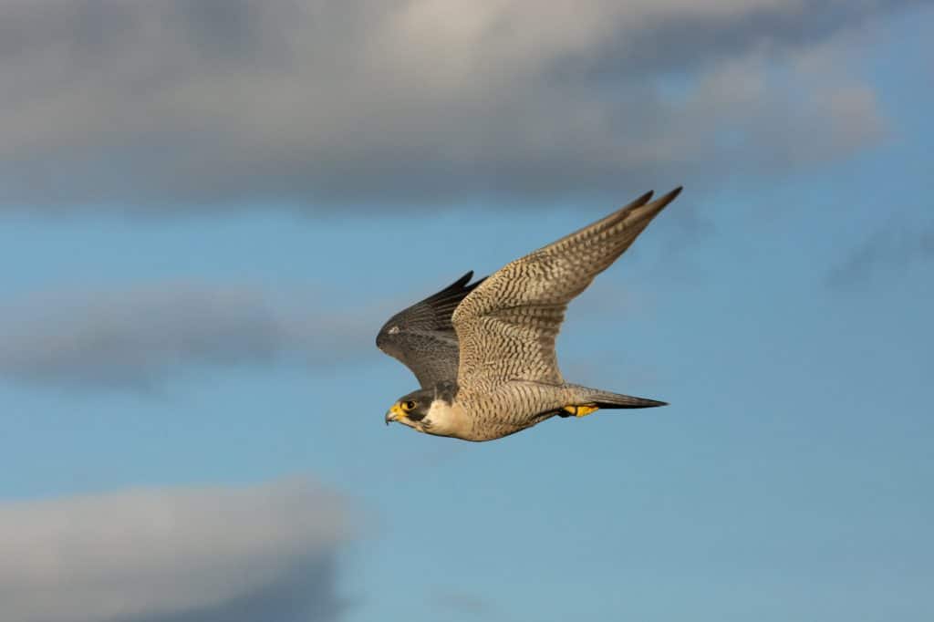 Super/Natural – Episode 103 – “Bloodlines” | Disney+ Preview – What's ...