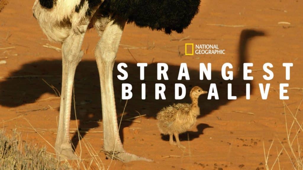 What’s New On Disney+ | Strangest Bird Alive (US) – What's On Disney Plus
