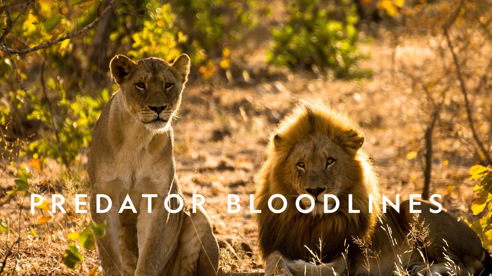 What’s New On Disney+ | The Crossover (Canada) – What's On Disney Plus