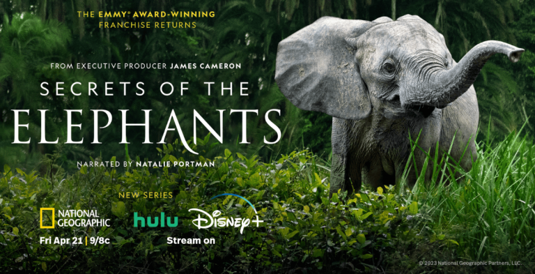 “Secrets Of The Elephants” Trailer Released – What's On Disney Plus