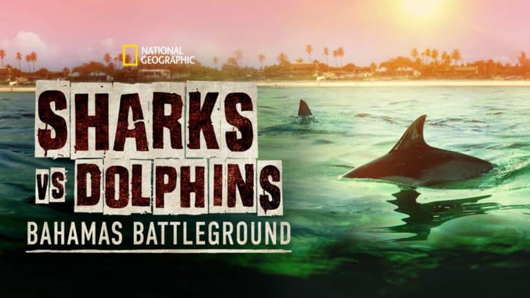 Top 5 Sharkfest Documentaries Preview – What's On Disney Plus