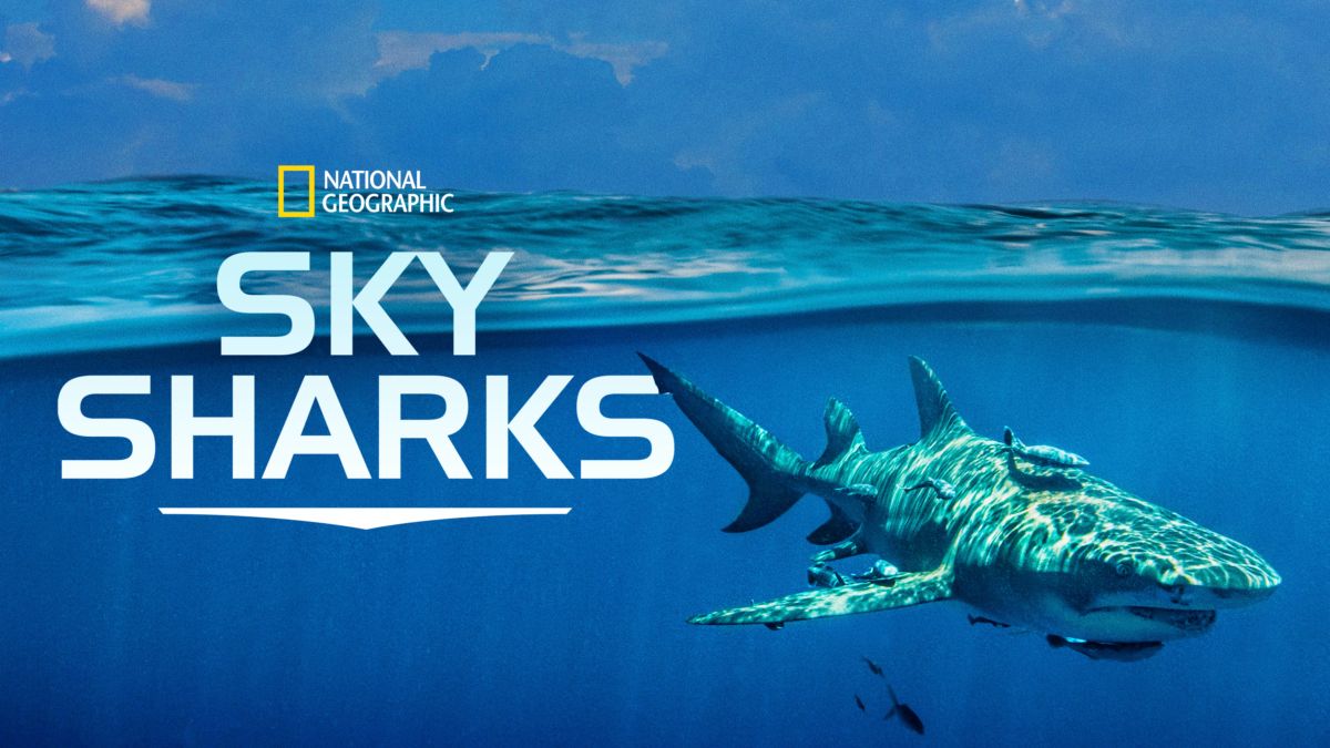 Top 5 Sharkfest Documentaries On Disney+ – What's On Disney Plus