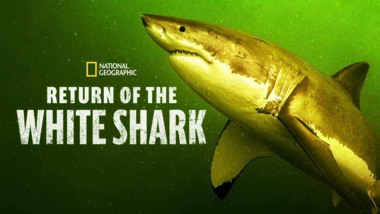 Top 5 Sharkfest Documentaries Preview – What's On Disney Plus