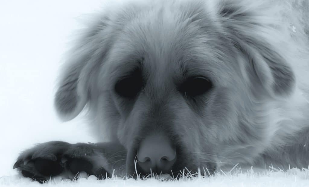 Animals Up Close With Bertie Gregory – Episode 204 – “Patagonia Puma ...