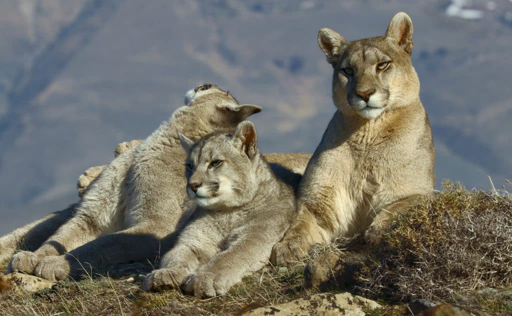 Animals Up Close With Bertie Gregory – Episode 204 – “Patagonia Puma ...